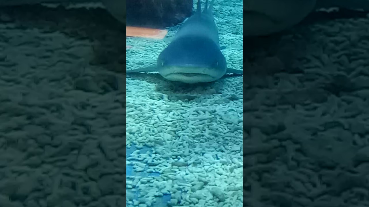 Talking Sharks!!! - YouTube