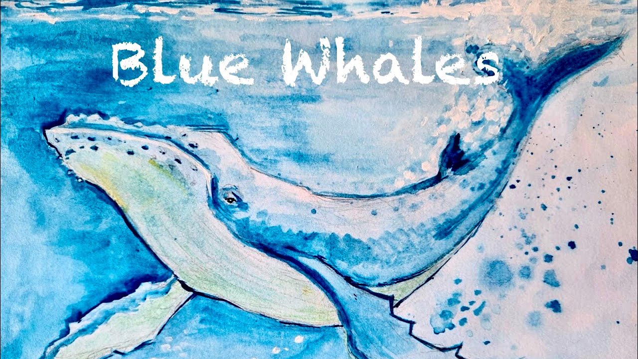 10 interesting facts about blue whales - YouTube