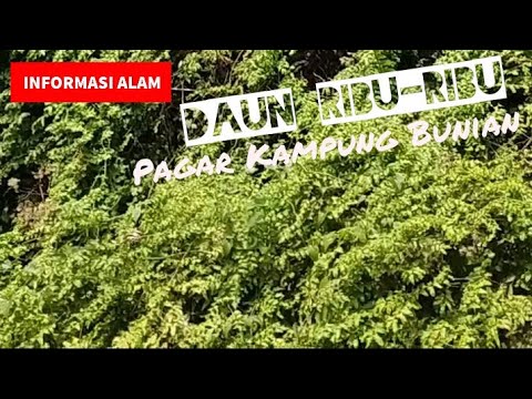 Daun Ribu-ribu: pagar kampung bunian? - YouTube