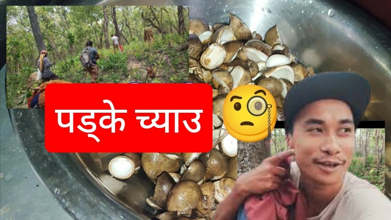 patke chyau tipna jada ko || hami sabai hamro chitwan ko jungle tira ...