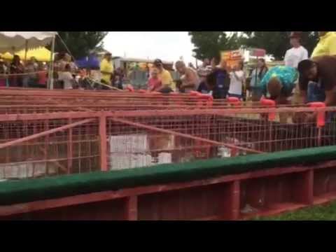 Deming Duck Races, August 22nd, 2015 - YouTube
