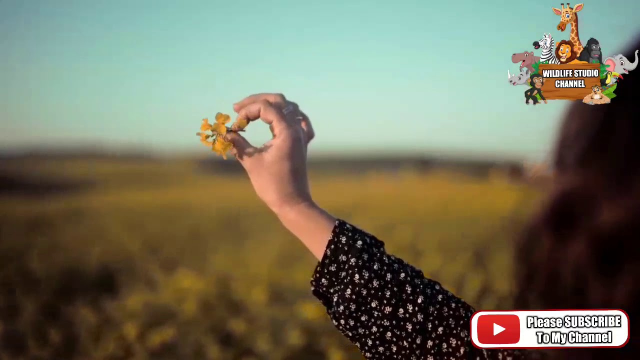 Wildlife Studio Channel | All Wild Animal | - YouTube