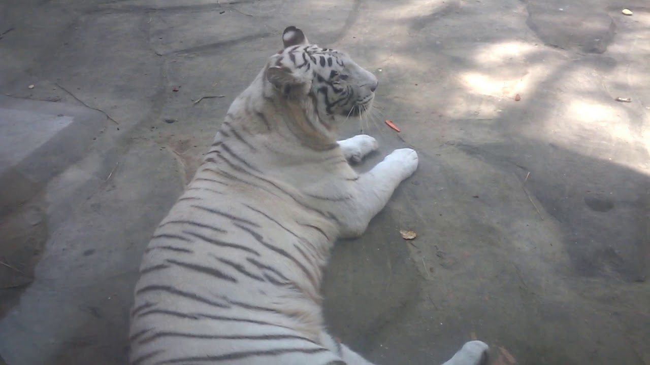 Tiger and Lion Feeding Big Cat Family in Ningbo Zoo - YouTube
