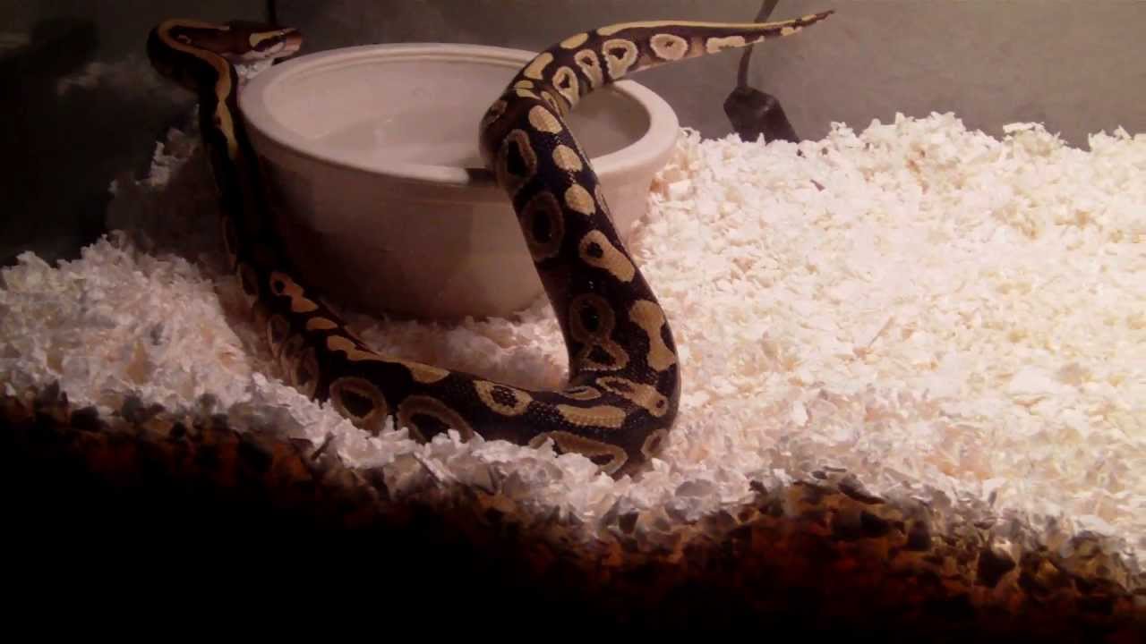 Mojave Ball Python Pickup (Reptile Super Show) - YouTube
