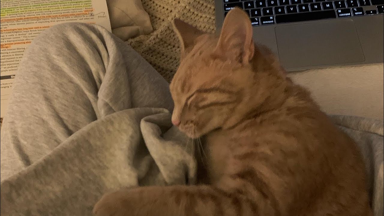 ASMR With My Cats (Close Whispers, Purring, Layered Sounds) - YouTube