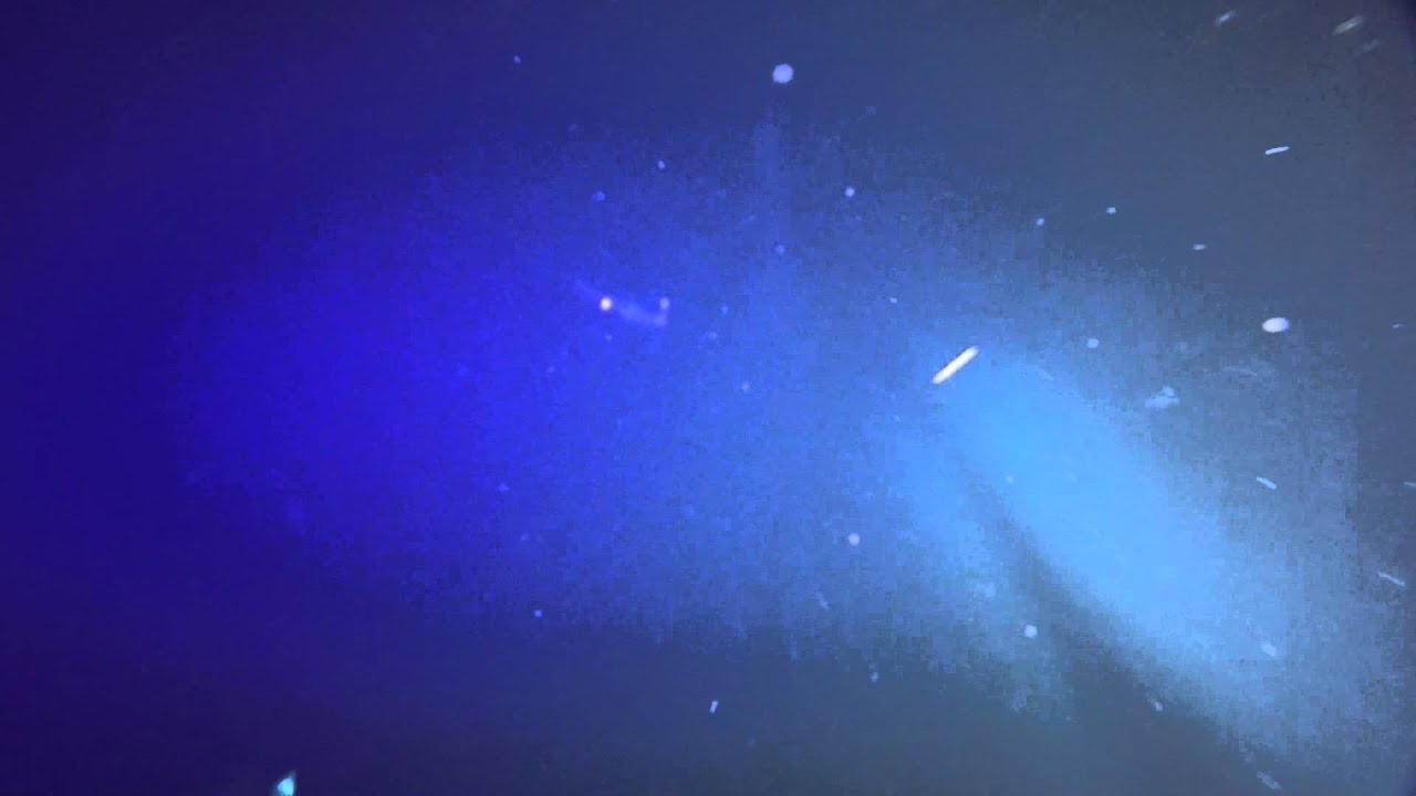Pelagic Magic Night Dive- Kona, Dec. 31, 2014 - YouTube