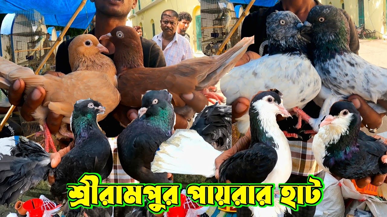 Pigeon Market Serampore। Serampore Pet Market। Fancy & High Flying ...