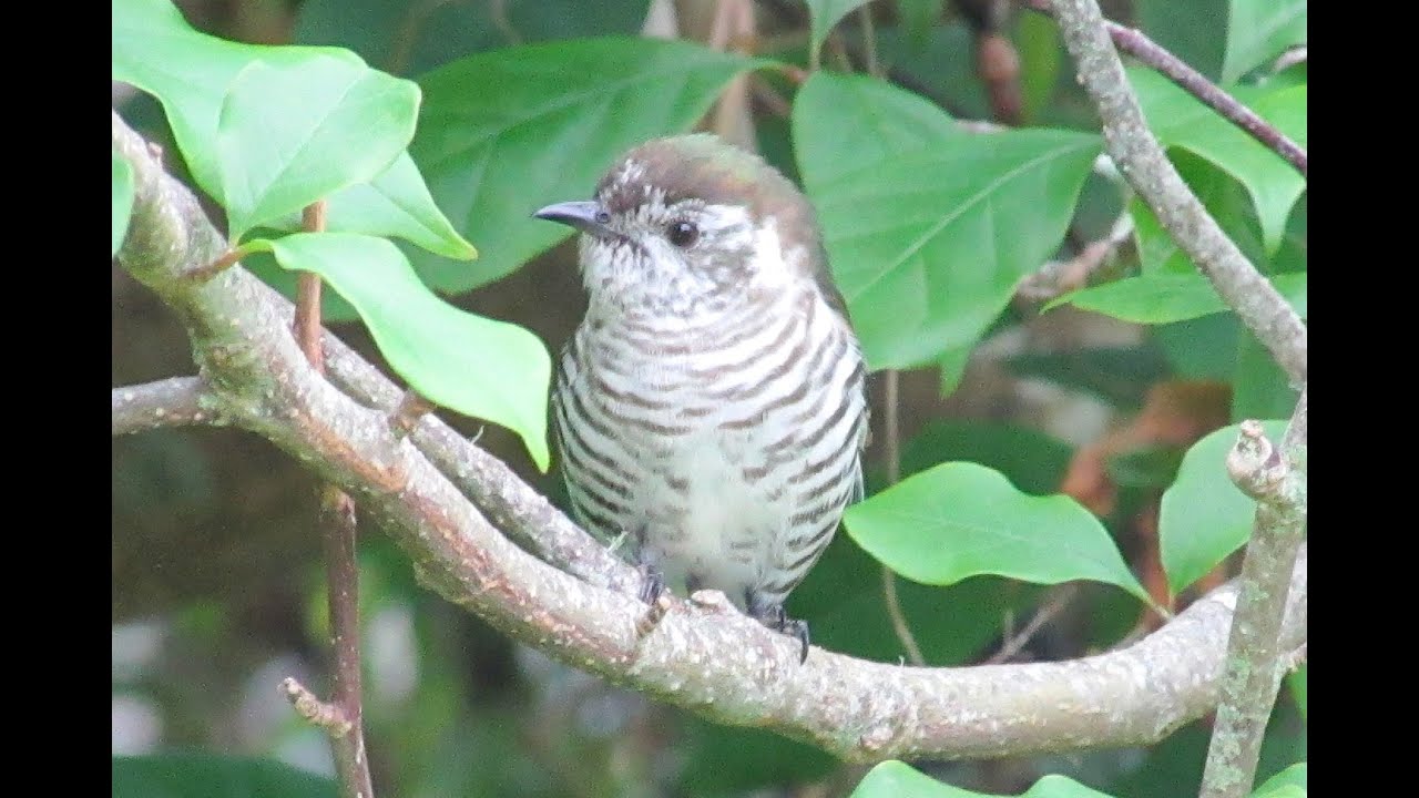 Shining Cuckoo, Hillcrest, AKL - YouTube
