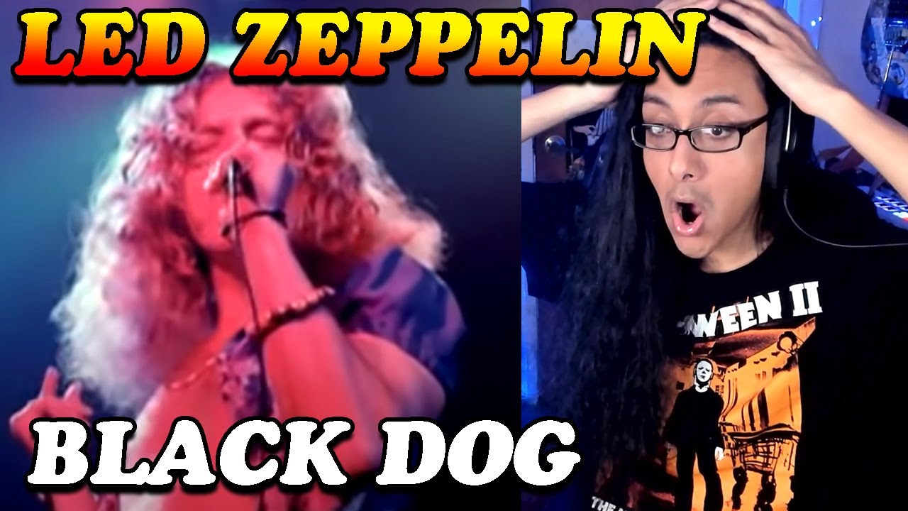 Iconic Riff! Led Zeppelin Black Dog Live Reaction - YouTube