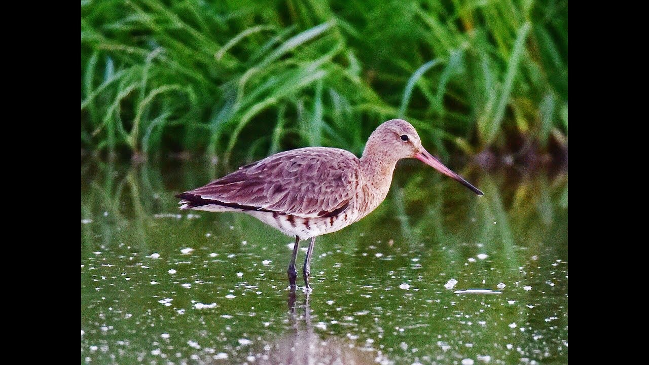 Black-tailed godwit (Limosa limosa) Βαλτομπεκάτσα - Cyprus - YouTube