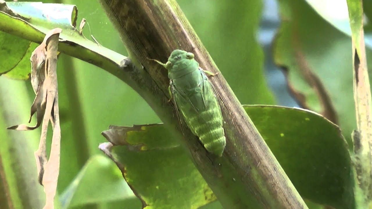 Chirping Cicada Green Bug - YouTube