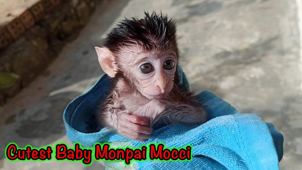 Baby Monpai Mocci After Bathing || Monpai Mocci Sudah Mandi Makin Cute ...