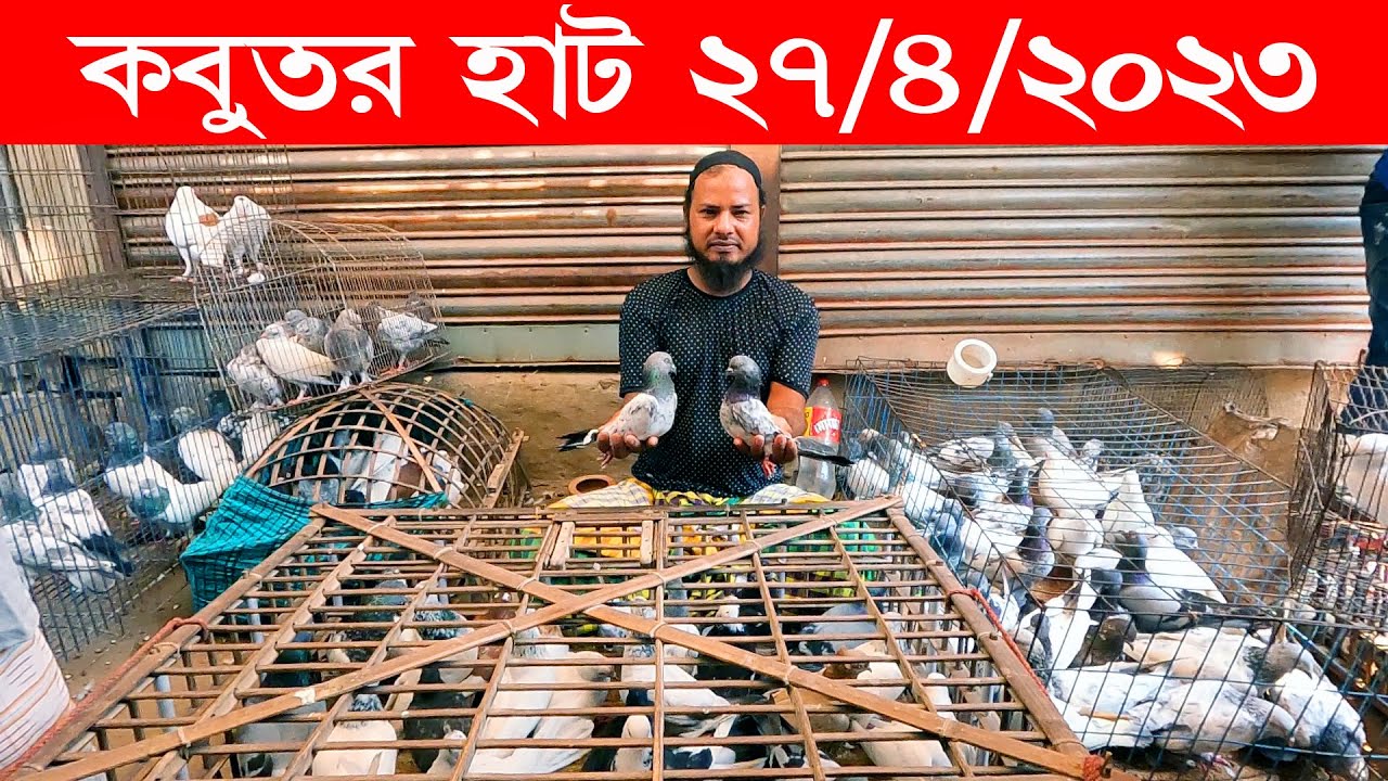 কবুতর হাট ২৭-৪-২০২৩ | kobutor hat 2023 | pigeon market in bangladesh ...