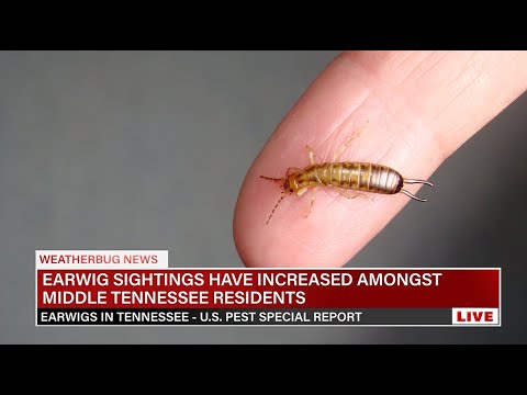 Are Earwigs As Scary As They Appear? - U.S. Pest Protection - YouTube