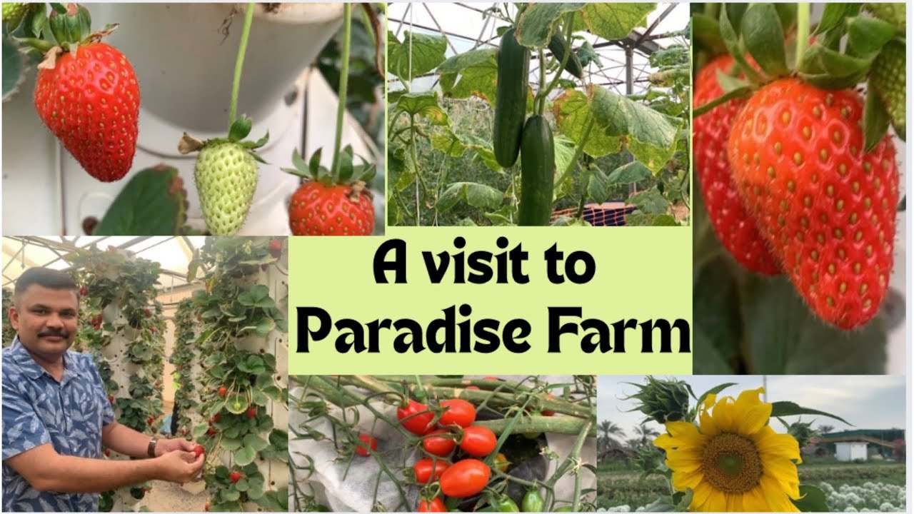 A Visit to Paradise Farm | Strawberry Farm Dammam | Travel Vlog - YouTube