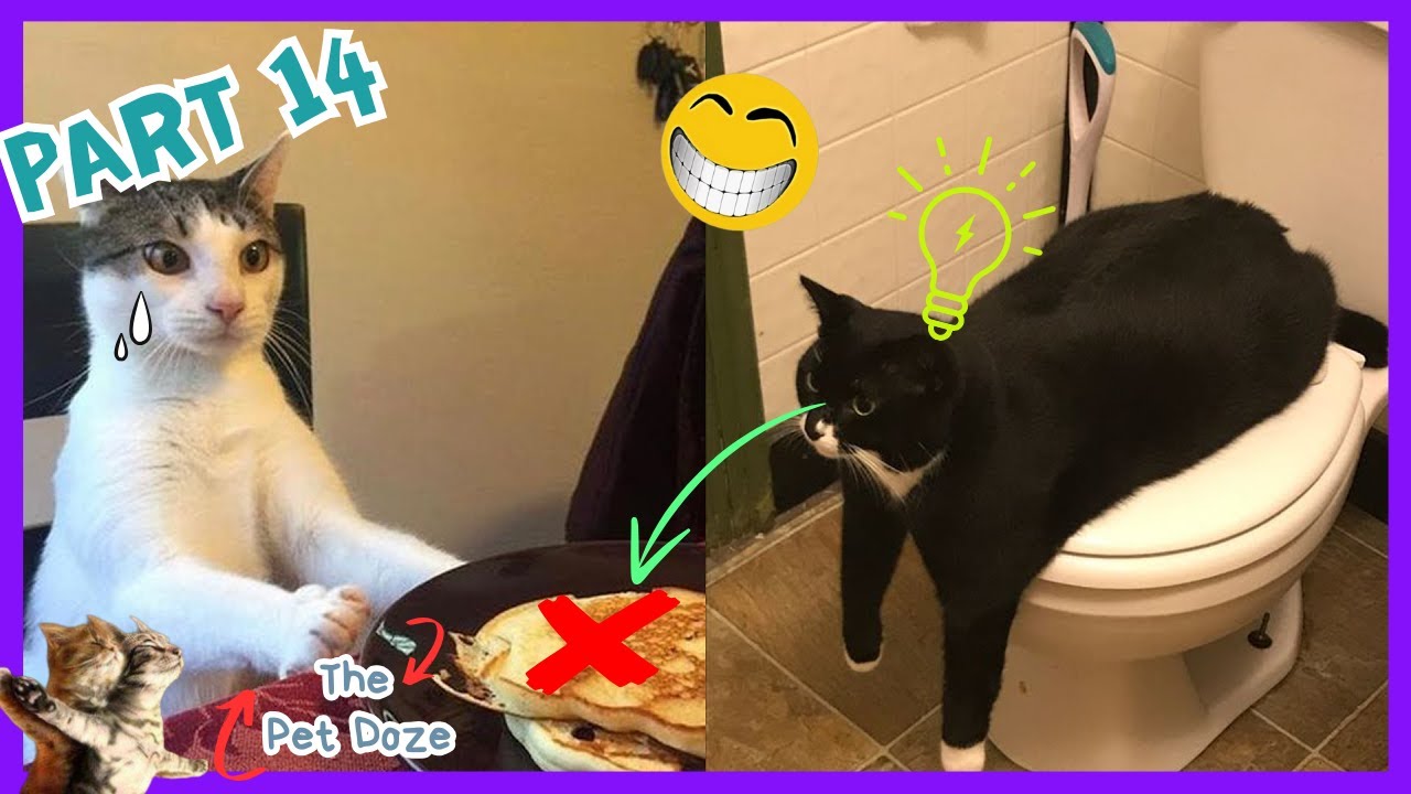 Funny Dog And Cat Videos 🐱 | Best Funny Animals Video 2024 #14 - The ...