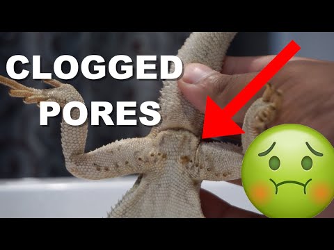 Bearded Dragon Clogged Femoral Pores !! How To Care For Them !! - YouTube