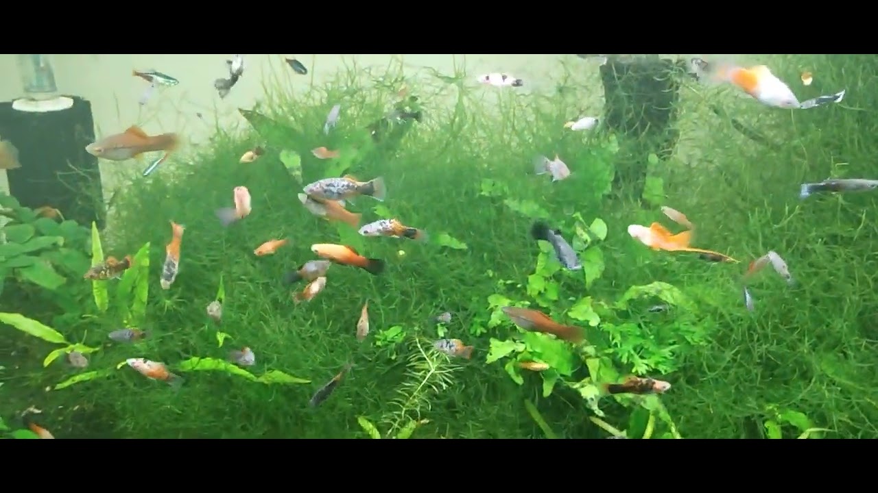 The Beauty Of Mutt Livebearers: Guppies & Platies / 40 Gallon Planted ...