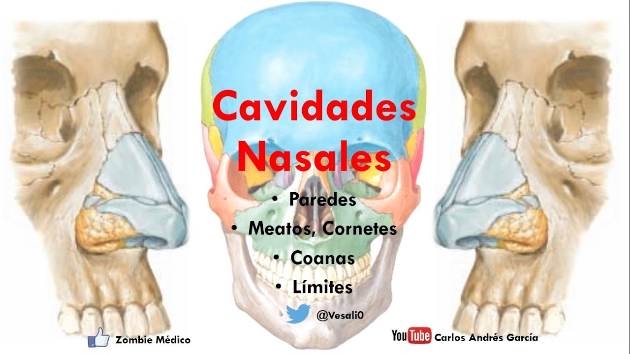 Anatomía - Cavidade Nasales (Porción Ósea, Límites, Forámenes, Coanas ...