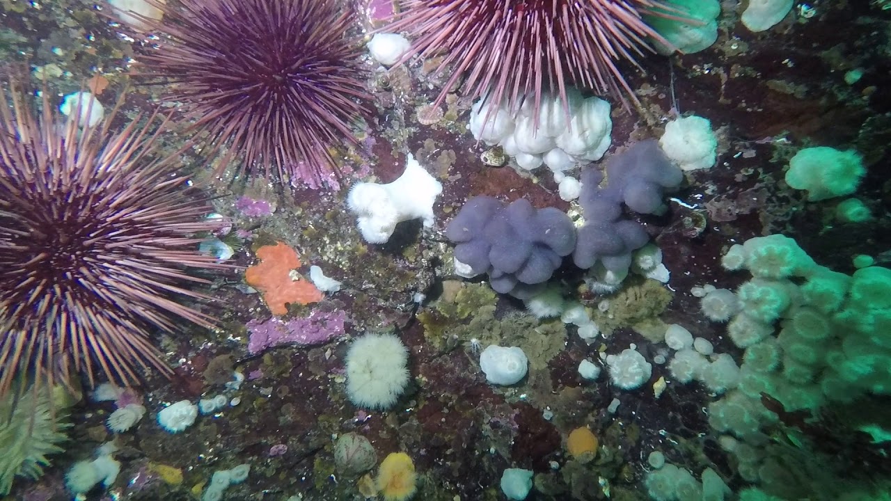 Long Island Wall Dive from Anacortes, WA, Part 14 - YouTube