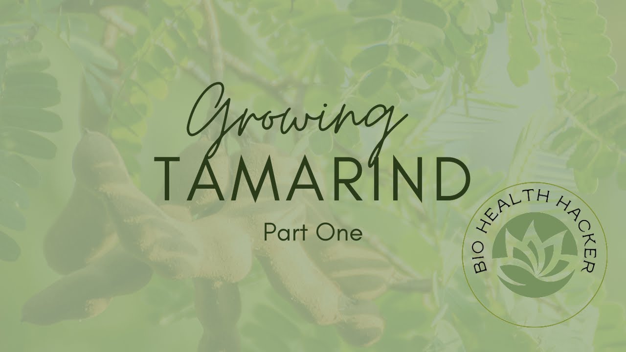 Growing Our First Tamarind Tree - Pioneer Permaculture - YouTube