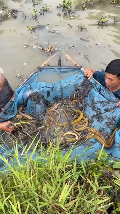 Amazing Eel Trapping Technique To Catch Giant Eels Fish - YouTube