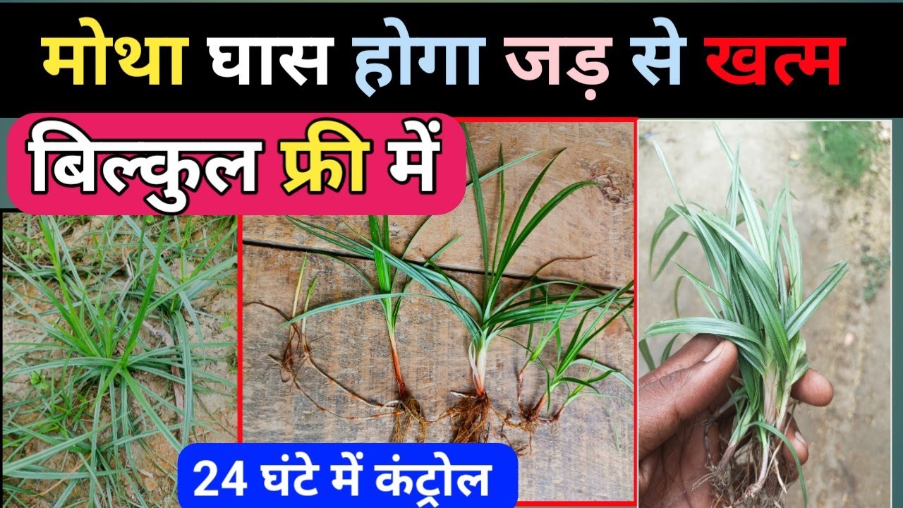 मोथा घास फ्री में जड़ से खतम करें | motha ghas Marne ki dava |motha ...