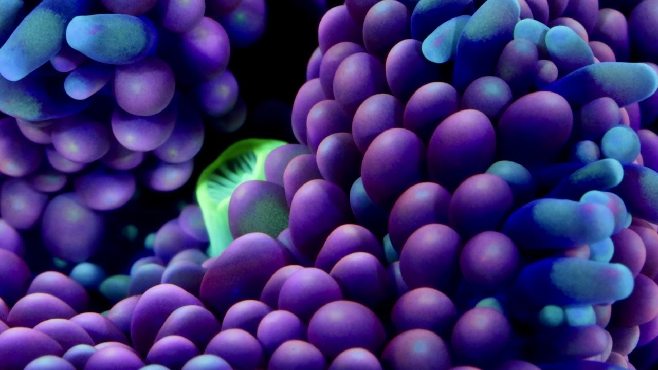 Ricordea florida - Coral Morphologic - YouTube