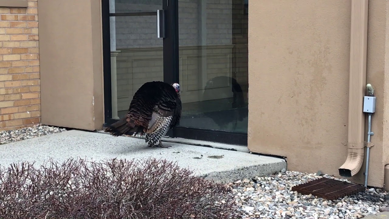 Wild Turkey Attacks Own Reflection - YouTube