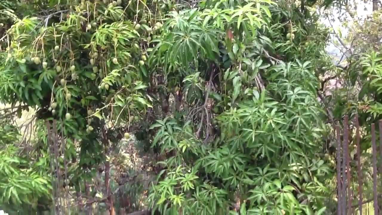 Mangos corrientes ,, verdes y maduros saben rico :D - YouTube