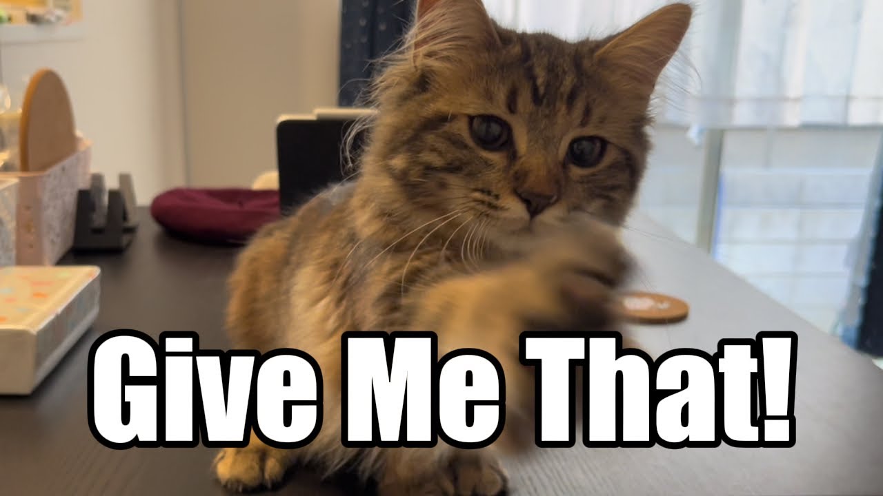 Give me that! - YouTube