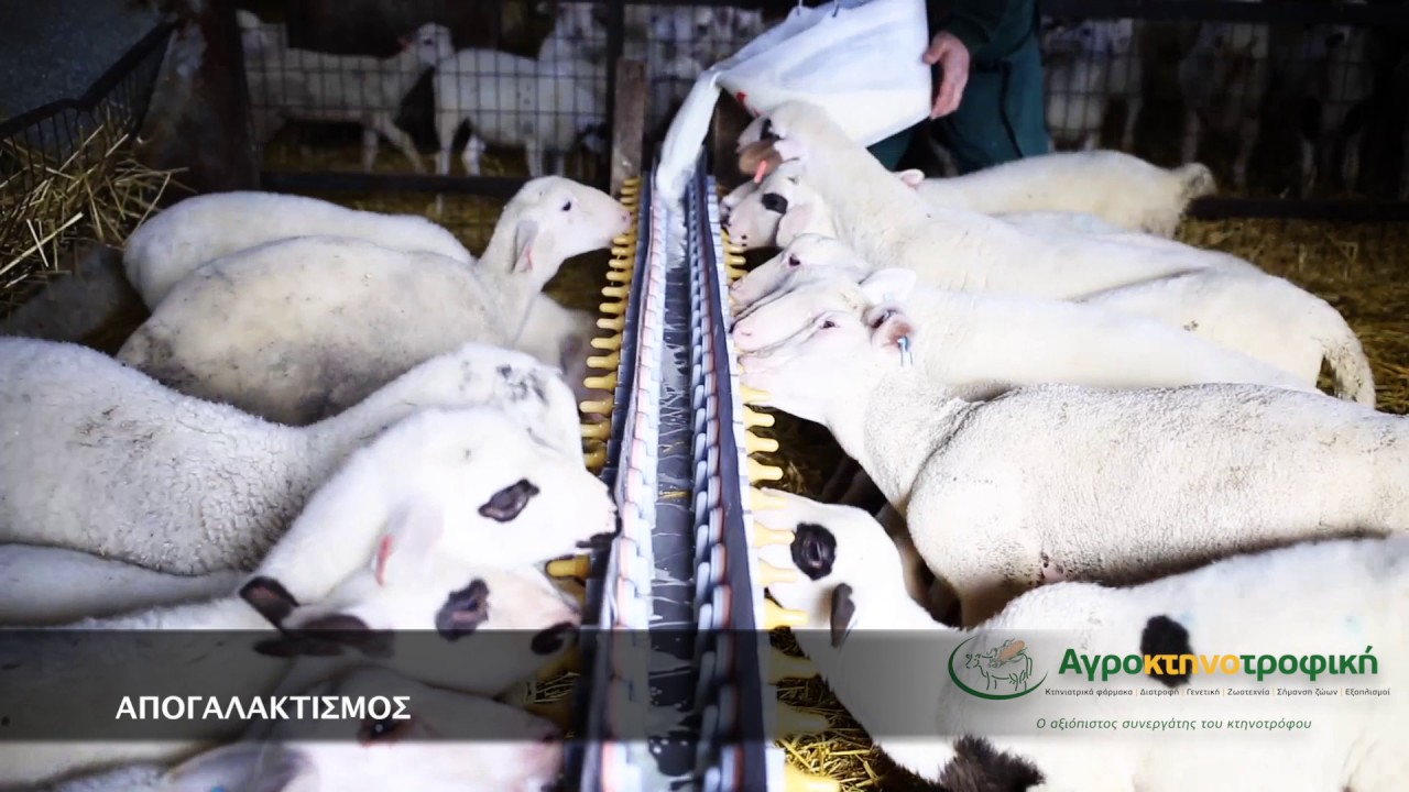 ΑΓΡΟΚΤΗΝΟΤΡΟΦΙΚΗ Α.Ε. - YouTube