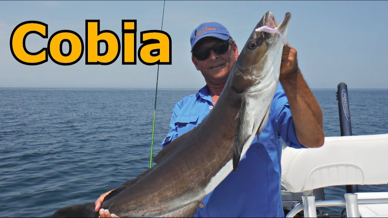 Jiggin' Jerry Fishing for a Cobia on Light Tackle - YouTube