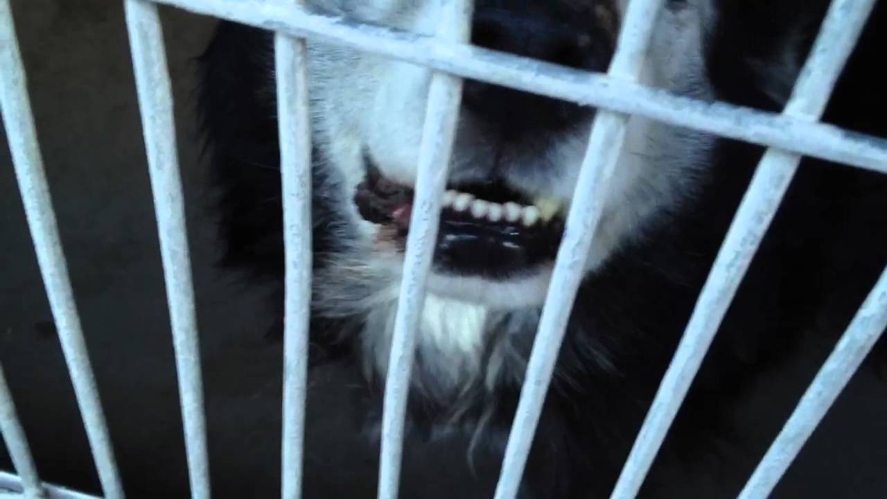 A540555 BLACK/WHITE HUSKY/NEWFOUNDLAND MIX AT DEVORE - YouTube
