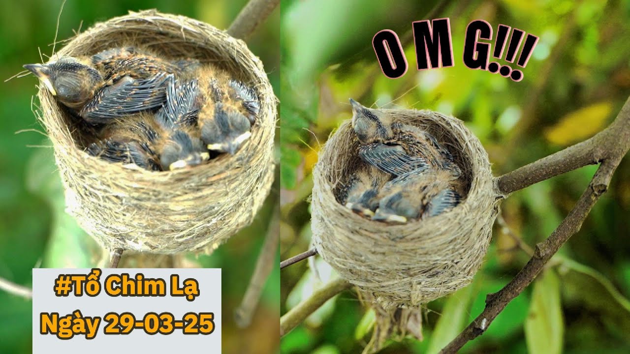 Sau Ngày Phát Hiện Tổ Chim Lạ - Chim Lạ - YouTube