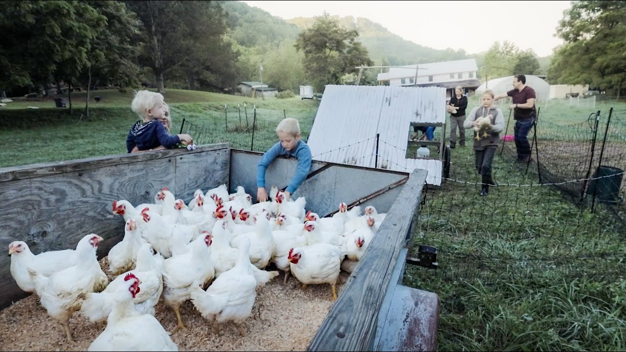Ultimate Meat Supply: Harvesting 95 Chickens + 13 Turkeys for a Year's ...