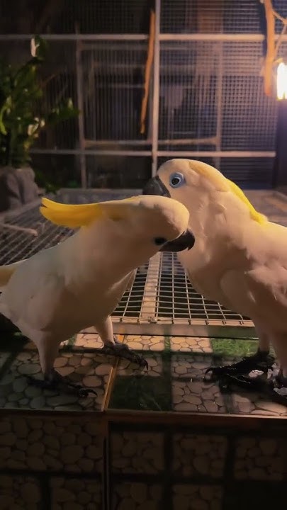 Cockatoo - YouTube