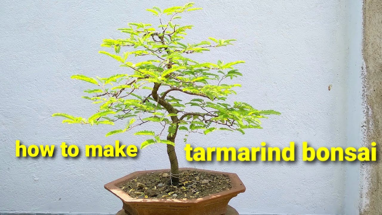 Mastering Tamarind Bonsai: Essential Pruning and Repotting Techniques ...