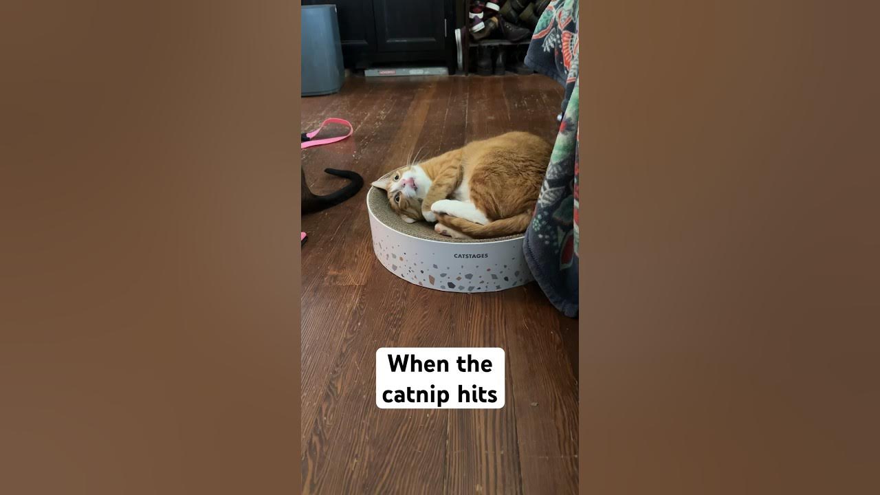 How does your cat react to catnip? 😹 #shorts #cats #cat - YouTube