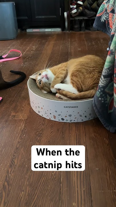How does your cat react to catnip? 😹 #shorts #cats #cat - YouTube
