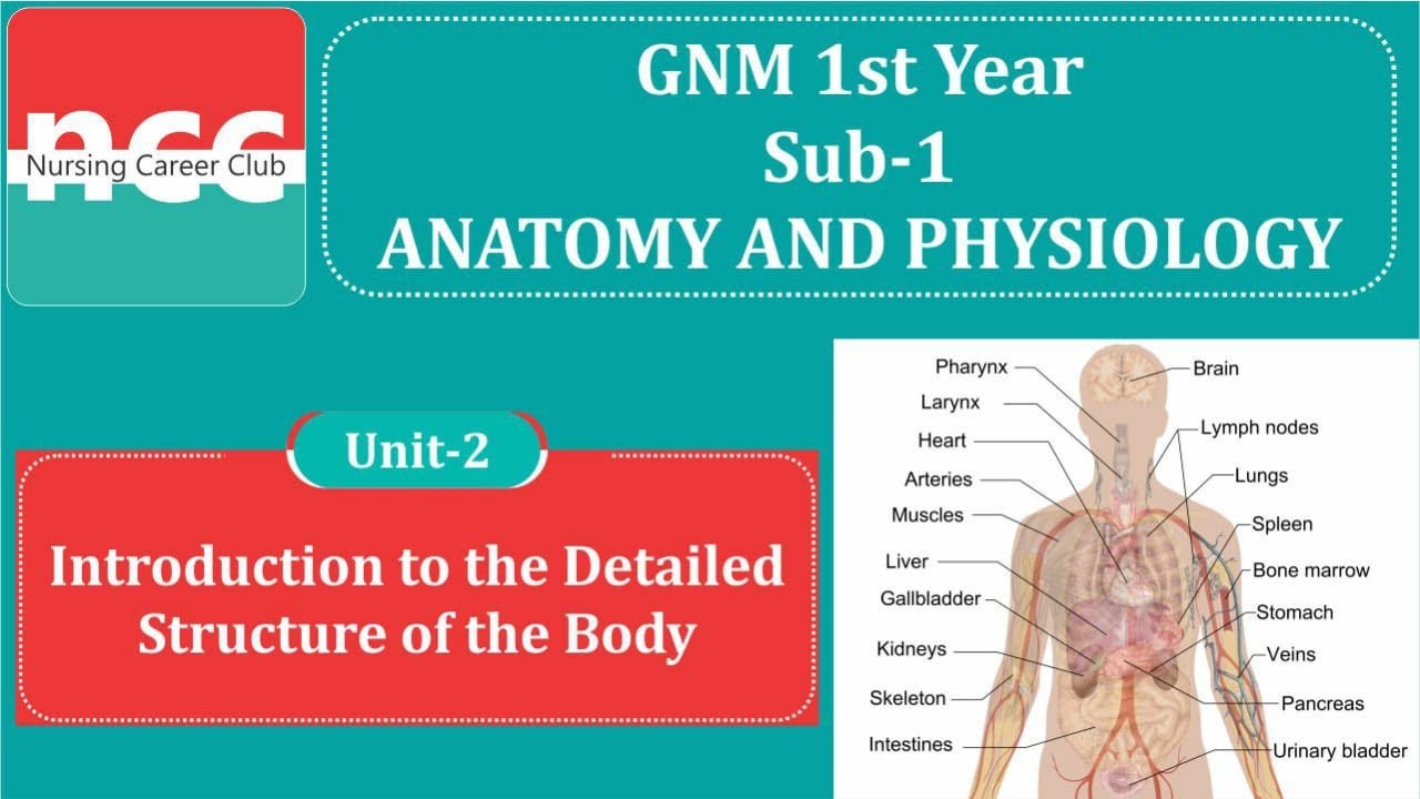 Structural Makeup Of The Human Body Saubhaya Makeup