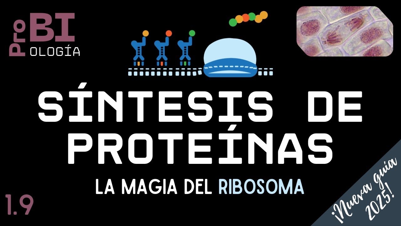 1.9. SÍNTESIS DE PROTEÍNAS (NM) BI Tema D1.2 | PROTEIN SYNTHESIS (SL ...