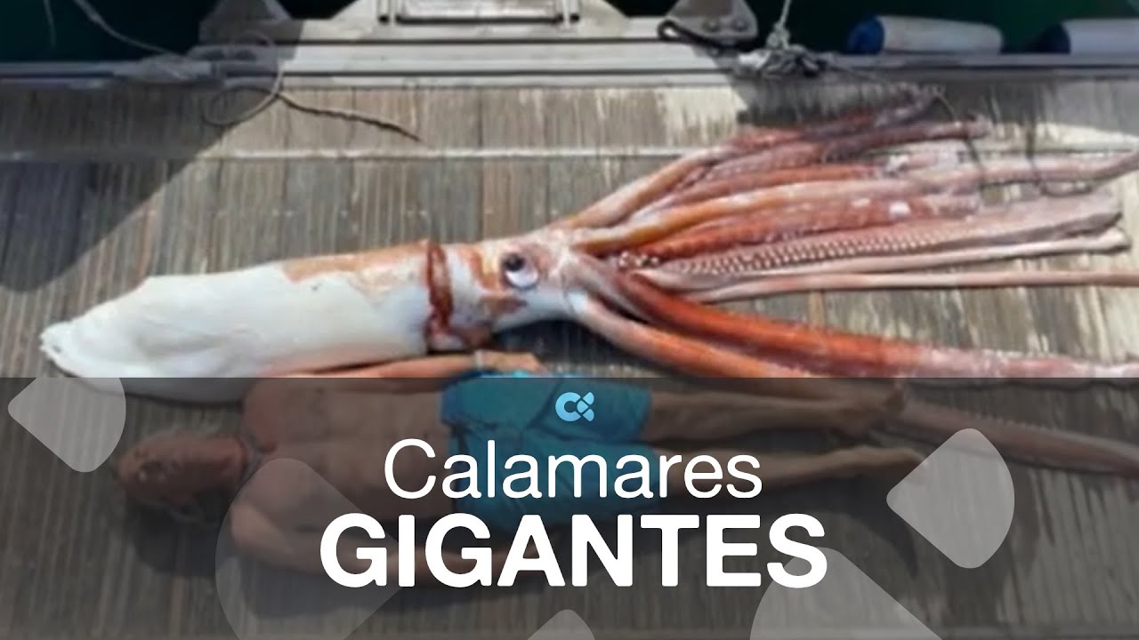 CALAMAR GIGANTE - YouTube
