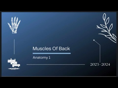 Muscles of the back ,Lec 5( part 2),Anatomy - YouTube