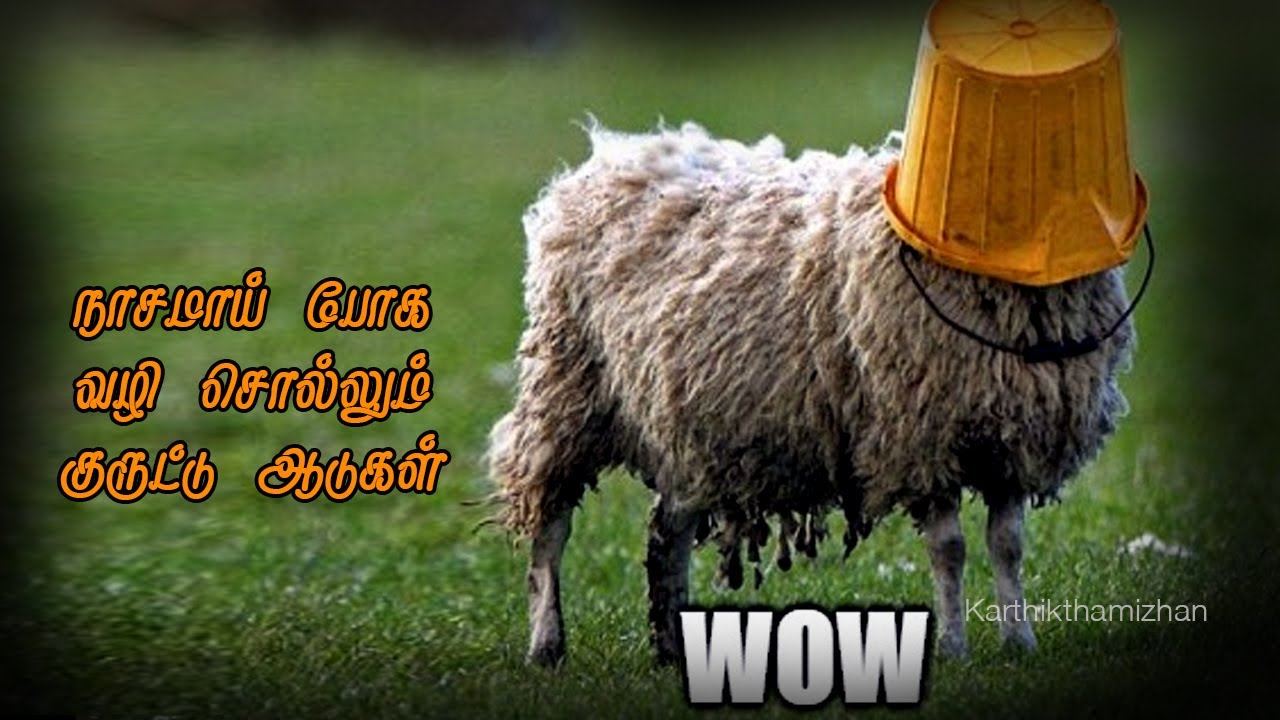 நாசமாய் போக சொல்லும் குருட்டு ஆடுகள் | Dr.sheep | கார்த்திக் தமிழன் ...