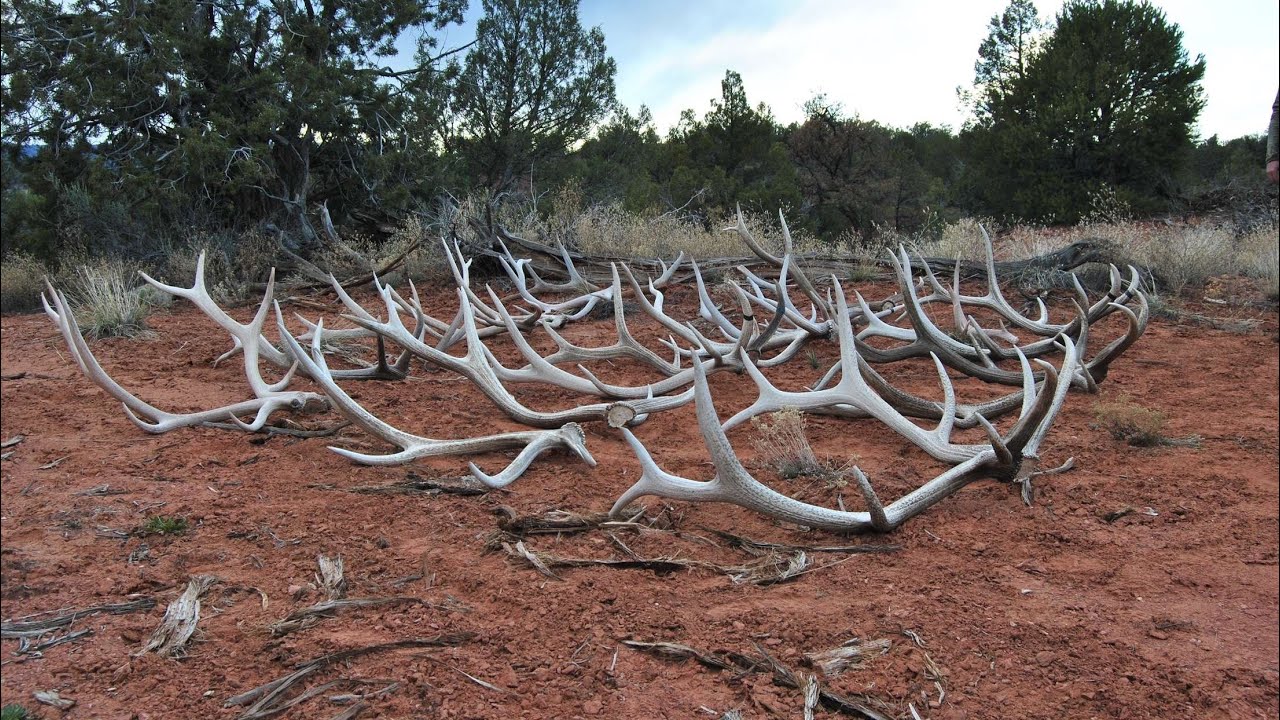 Bone Zone + GIANT 7 Point Brown!!! | Elk Shed Hunting 2024 | Pt. 1 ...
