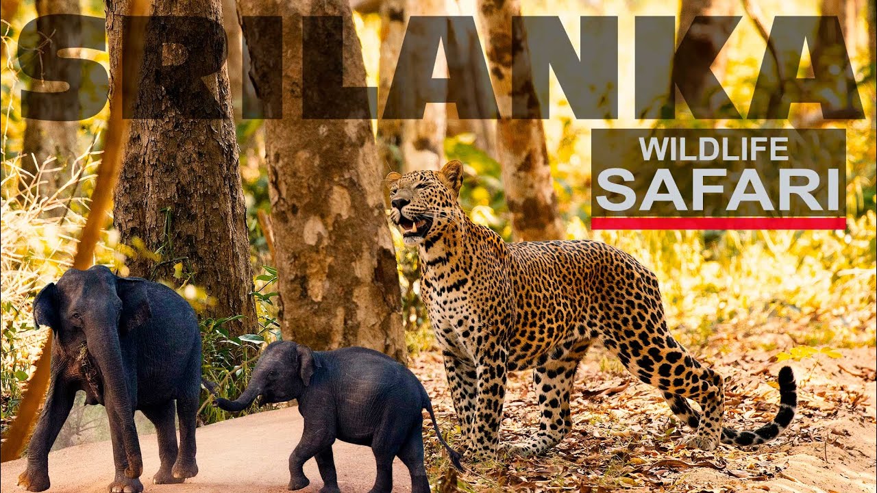 Sri Lanka Part 2 | പുള്ളിപ്പുലികൾ, തിമിംഗലക്കൂട്ടങ്ങൾ!! വൈൽഡ് ലൈഫ് ...