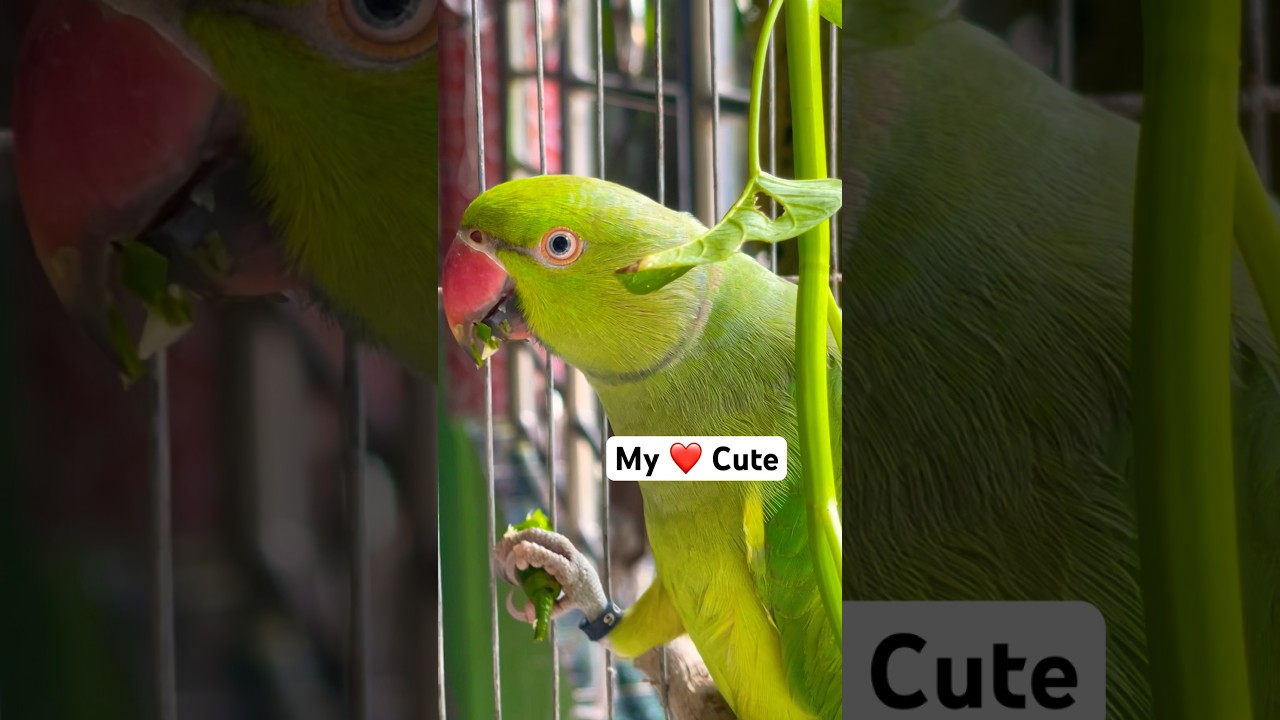 Parrot Eats Green Hot Spicy #parrot #parrottalking #parrotlover #parrot ...