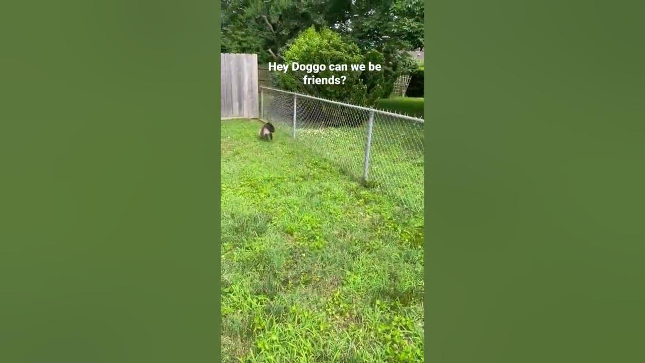 Can We Be Friends cat dog friends YouTube can-we-be-friends-cat-dog-friends-youtube