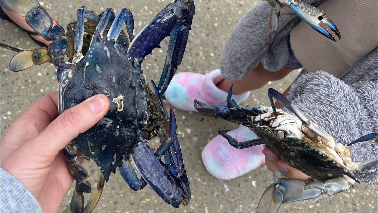 JETTY CRAB FISHING #fishing #crabbing #crab #netting #jettyfishing # ...
